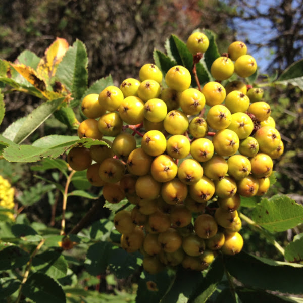 Mountain-ash or Rowan | Project Noah
