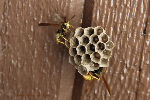 Western Paper Wasp | Project Noah