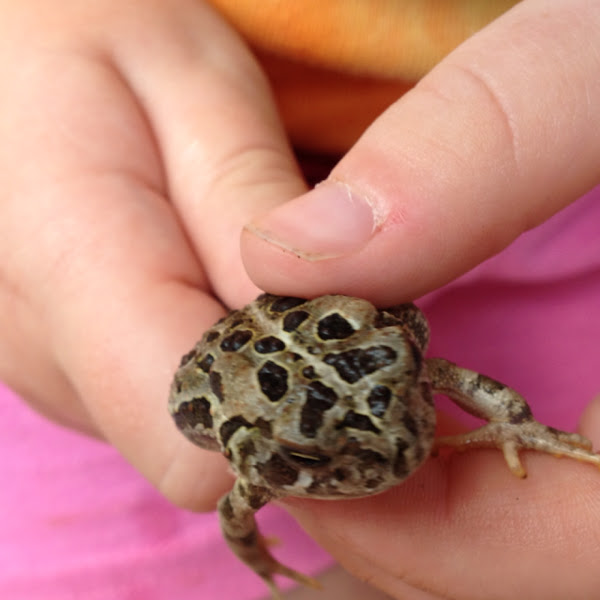 Fowler's Toad | Project Noah