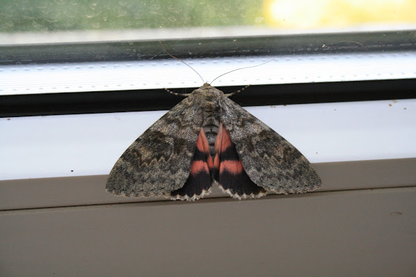 Red Underwing | Project Noah
