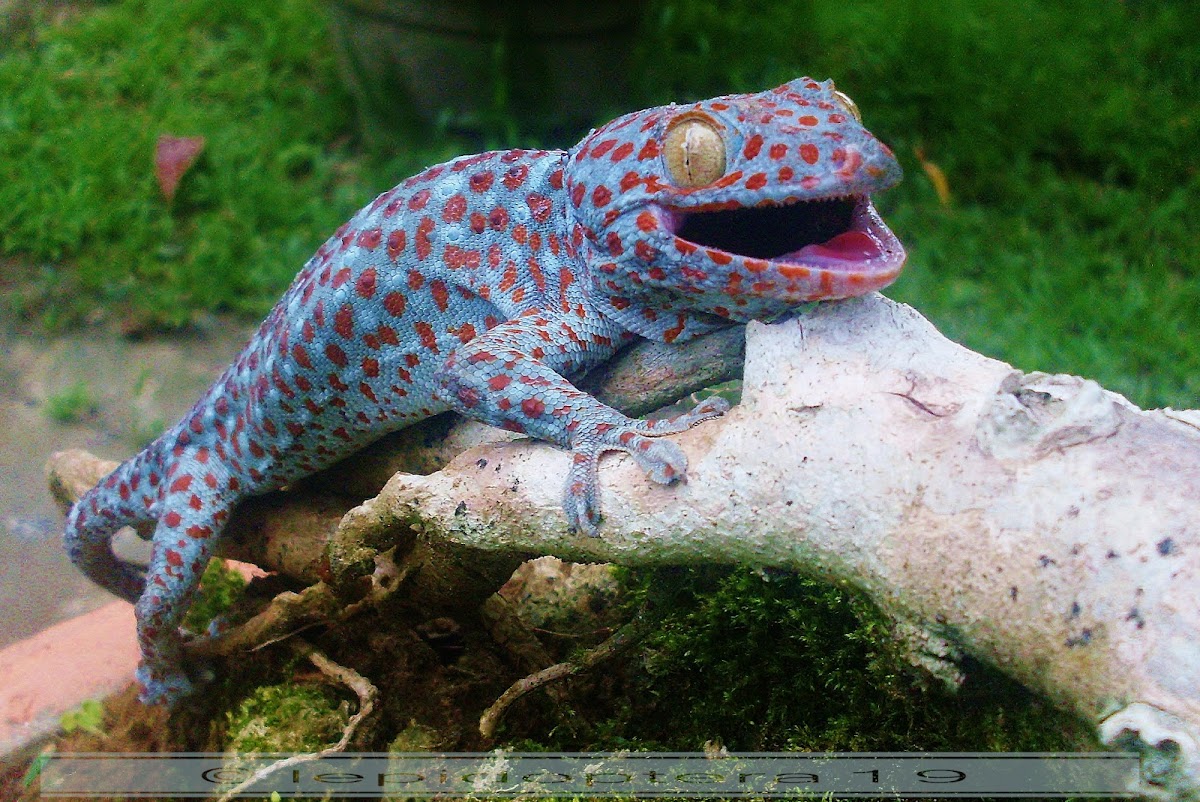 Tokay gecko | Project Noah