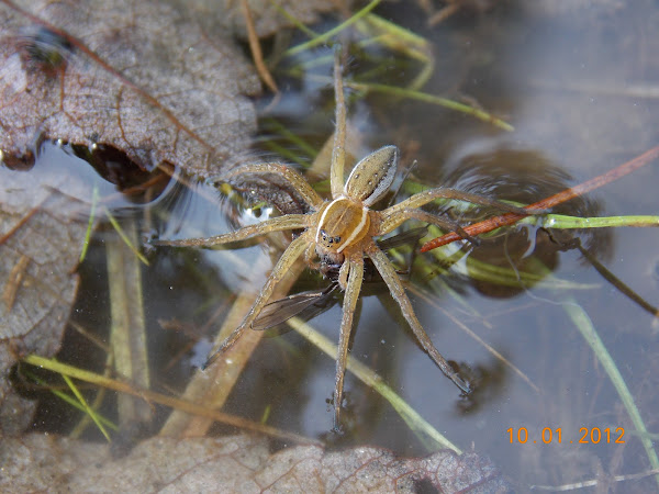 Six-spotted Fisherman Spider | Project Noah