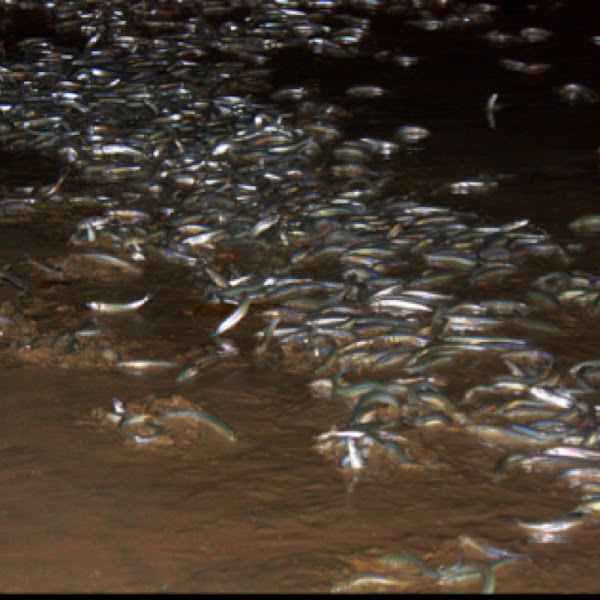 California Grunion | Project Noah