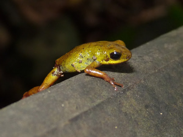Mustard Poison Dart Frog | Project Noah