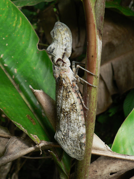 Peanut-head Bug | Project Noah