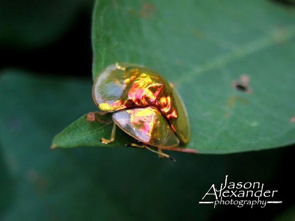 Asian Golden Tortoise Beetle | Project Noah