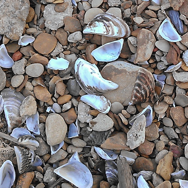 Zebra Mussel | Project Noah