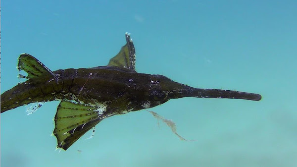 Slender Sea Moth | Project Noah