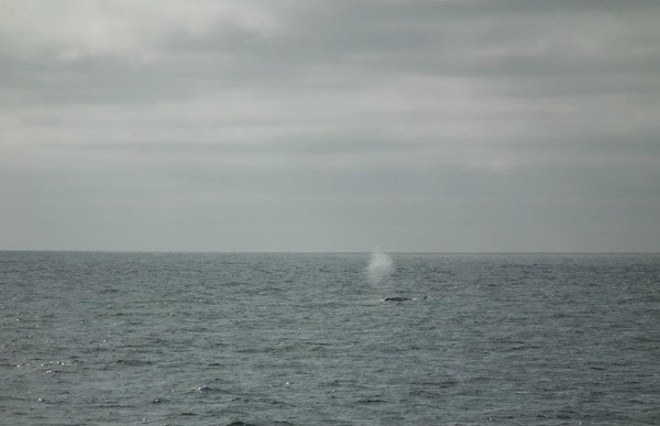 Fin Whale | Project Noah