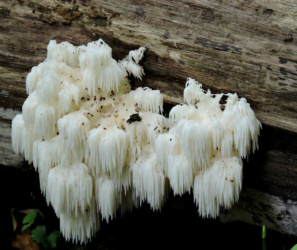 Bears Head Tooth Mushroom | Project Noah