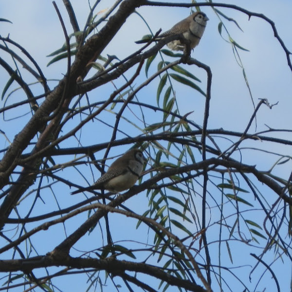 Bicheno's finch & nest | Project Noah