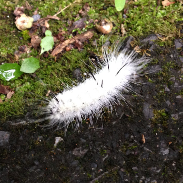 American Dagger Moth Caterpillar | Project Noah