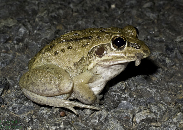 Striped Burrowing Frog | Project Noah