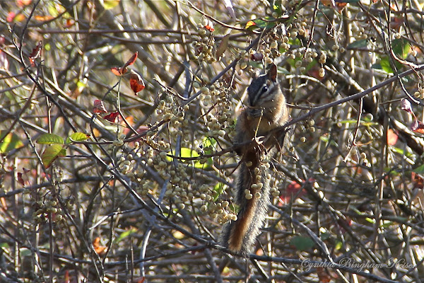 Merriam's Chipmunk | Project Noah