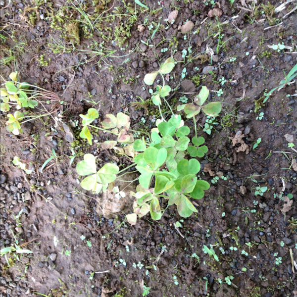 Clover | Project Noah