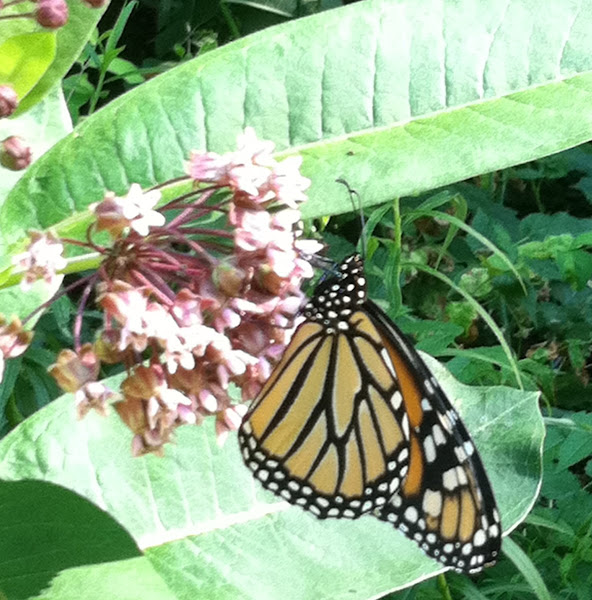 Monarch butterfly | Project Noah