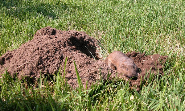 Plains pocket gopher | Project Noah