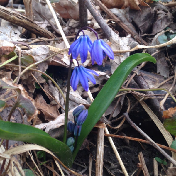 Periwinkle | Project Noah