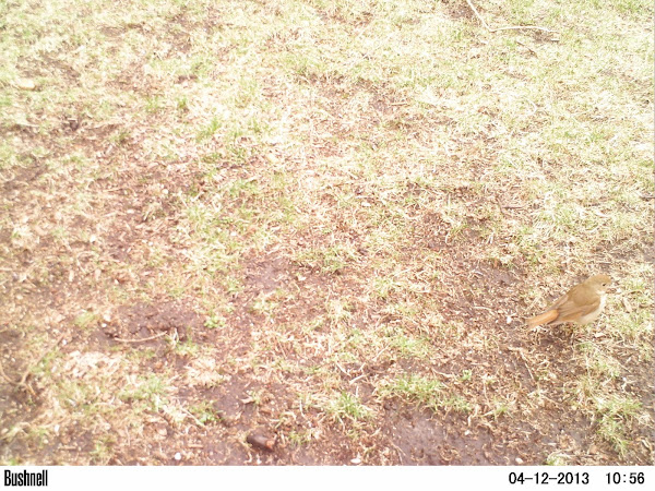 Hermit thrush | Project Noah