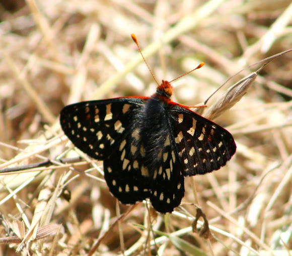 Chalcedon Checkerspot | Project Noah