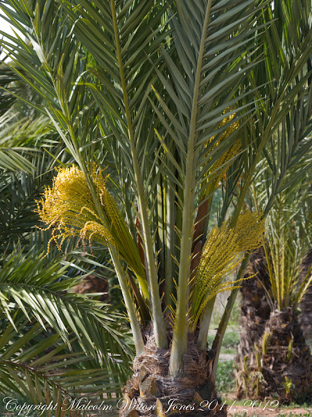 Palm trees | Project Noah