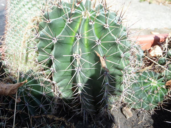 plants | Project Noah