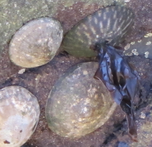 Shield Limpets | Project Noah