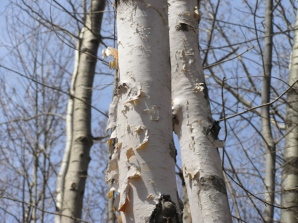 White Birch | Project Noah