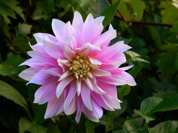 Dalia | Project Noah