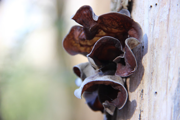 Snow Ear | Project Noah