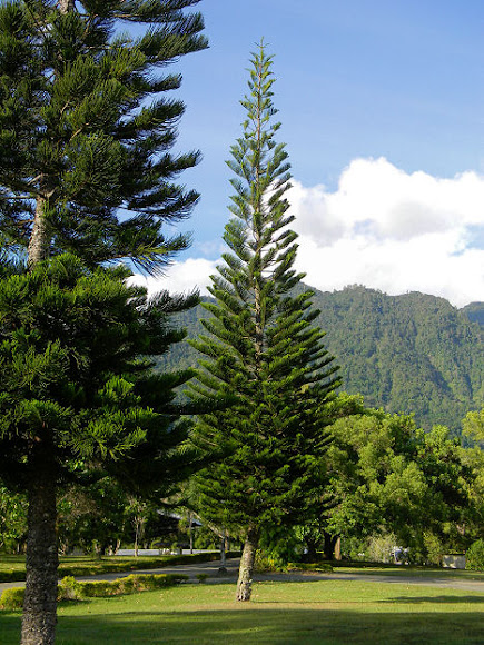 coral reef Araucaria | Project Noah