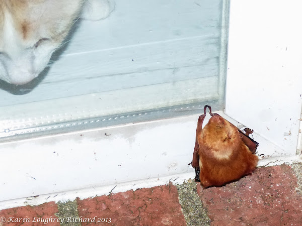 Eastern red bat | Project Noah