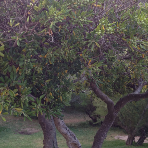 Azarero | Project Noah