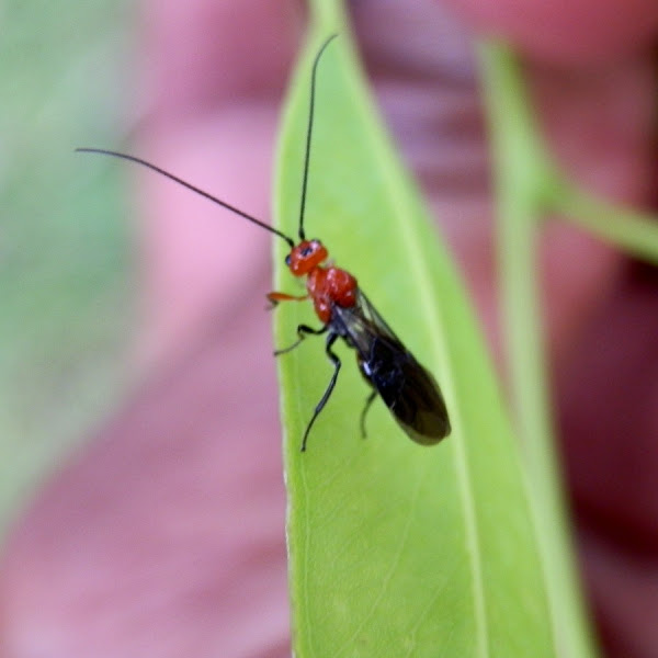 leafbeetle larvae and parasitoid wasp | Project Noah