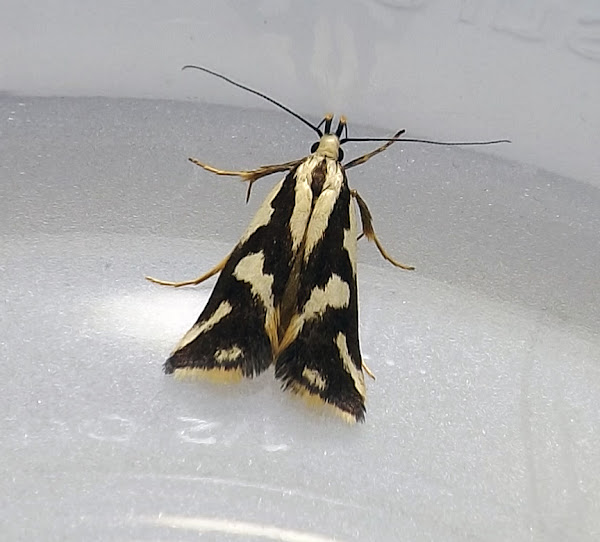 Curved Horn Moth | Project Noah