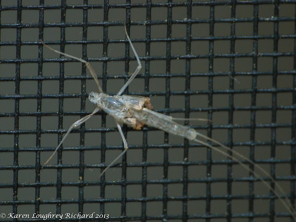 Mayfly | Project Noah