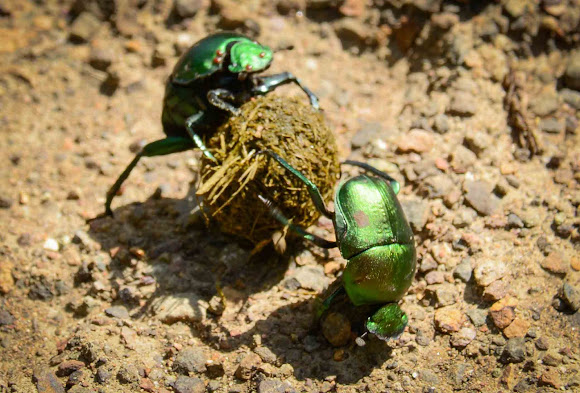 Green Dung beetle | Project Noah