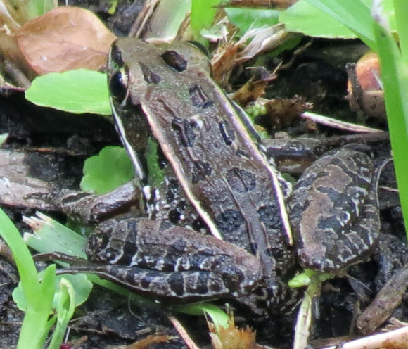 Southern leopard frog | Project Noah