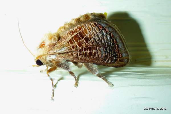 Mottled Cup Moth | Project Noah