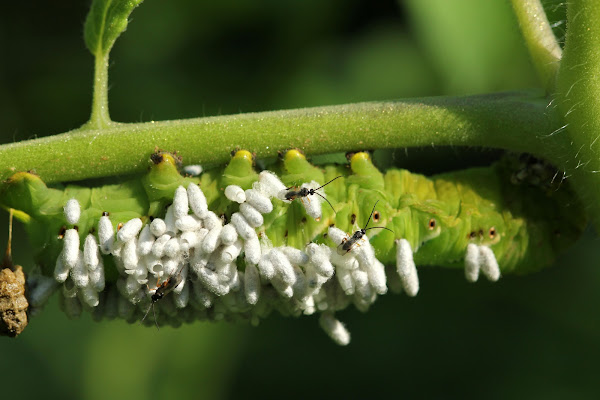 Braconid Wasp | Project Noah
