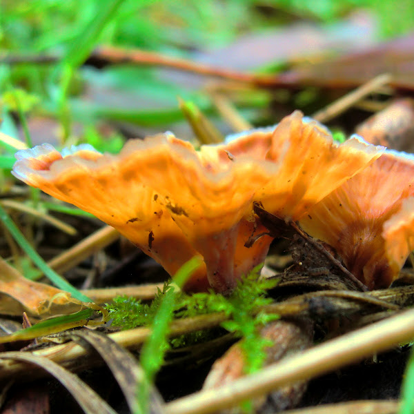 Wine glass fungus | Project Noah