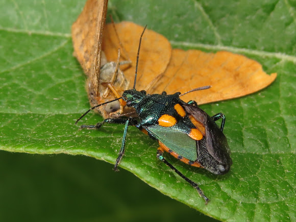 Florida Predatory Stink Bug | Project Noah