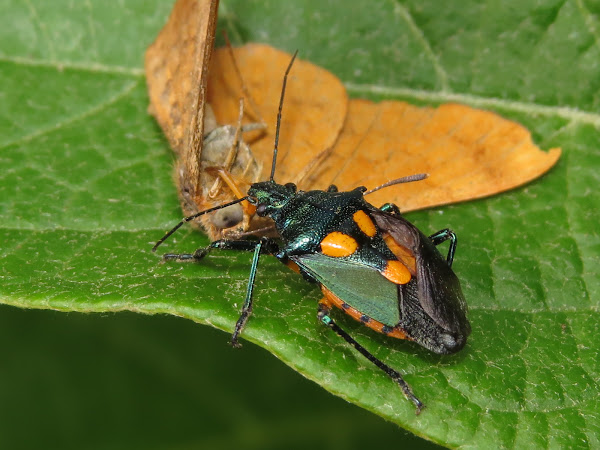 Florida Predatory Stink Bug | Project Noah