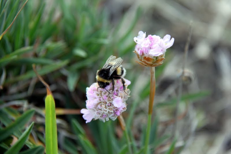 flor do mar | Project Noah