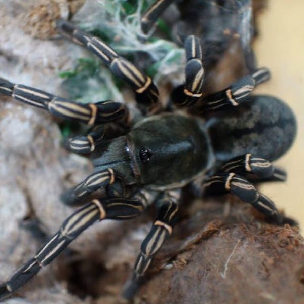 Thai Zebra tarantula | Project Noah