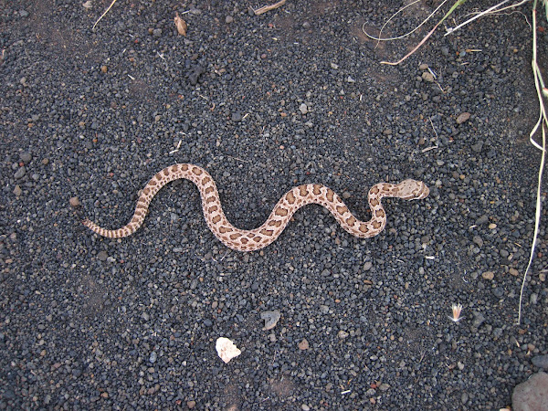 Prairie Rattler | Project Noah