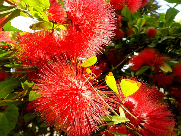 Powder-puff plant | Project Noah