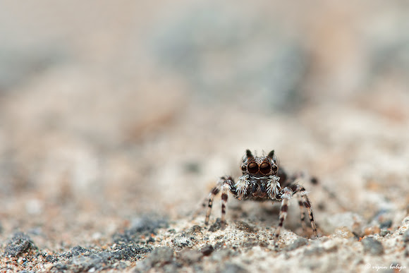 Fringed jumping spider | Project Noah