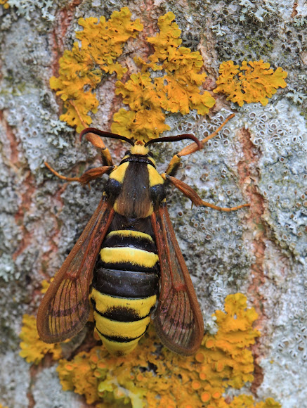 Hornet Moth | Project Noah
