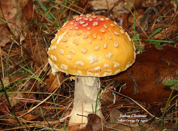Yellow-Orange Fly Agaric Mushroom | Project Noah